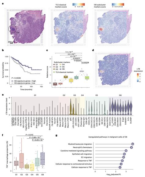 张泽民团队再添单细胞整合分析高分文章 知乎