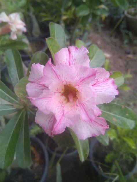 ชวนชมโชคอำนวย สวนฮัลเล่ย์ แคคตัส ต้นไม้มงคล ราคาหลักสิบ