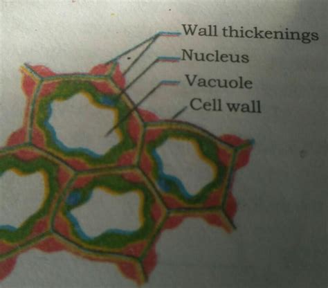 Collenchyma Tissue Diagram