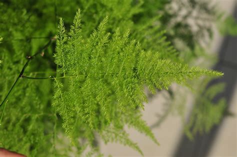 Common asparagus fern (Asparagus setaceus) Flower, Leaf, Care, Uses ...