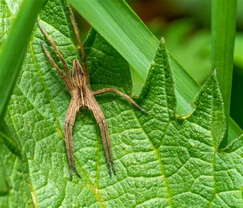 Premium Photo Nursery Web Spider