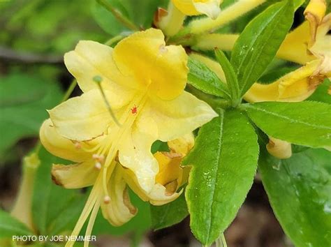 Azalea Yellow Alabamense Yellow Flowers Native Azalea — Mr Maple