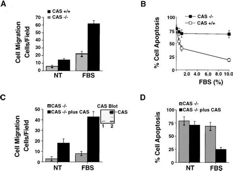 Embryonic Fibroblast Cells Deficient In Cas Show Reduced Migration And Download Scientific