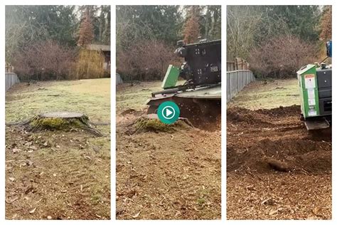 Viral Video Machine Cleanly Shreds Tree Stump And Roots With Powerful Blade Like A Clean Shave Watch
