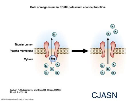 Saba Javed On Linkedin Correlation Of Hypokalemia With Hypomagnesemia