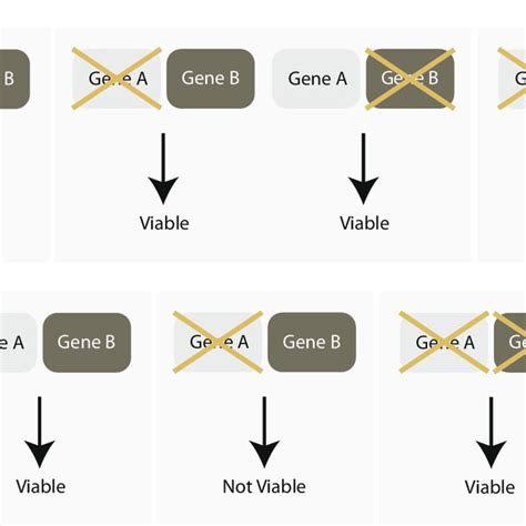 An Example Of A Pooled Crispr Screen Cells Expressing A Cas9 Construct