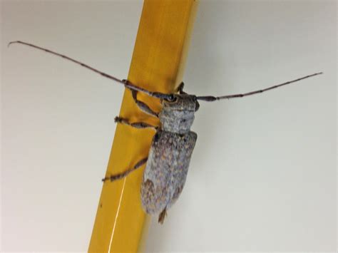 Twig Girdlers Backbone Valley Nursery