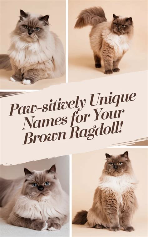 150 Best Cute Calico Cat Names Your Playful Kitty