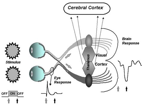 Journal And Conferences On Biomedical Engineering Enhancing Visual