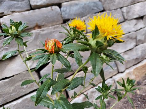 Safflower Plant