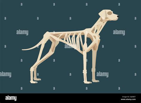 Dog Skeleton Vector Illustration Stock Vector Image And Art Alamy