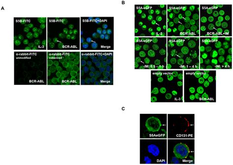 Intracellular Localization Of Stat5 Isoforms A Tonb Cells Cultured