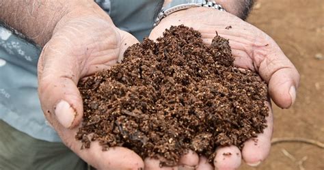 Utilizing Algae To Produce Fertilizers