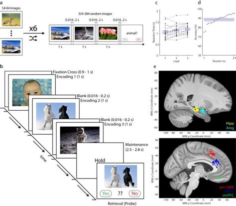 Dataset Of Human Single Neuron Activity During A Sternberg Working Memory… Cat Allman