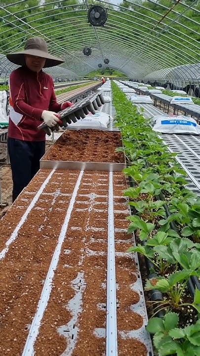 농부vlog 2023년5월9일 신박한 딸기 상토 넣기 Youtube