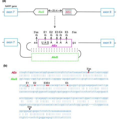 The Birth Of An Alu Exon Through Rna Editing Editing Prediction Was Download Scientific
