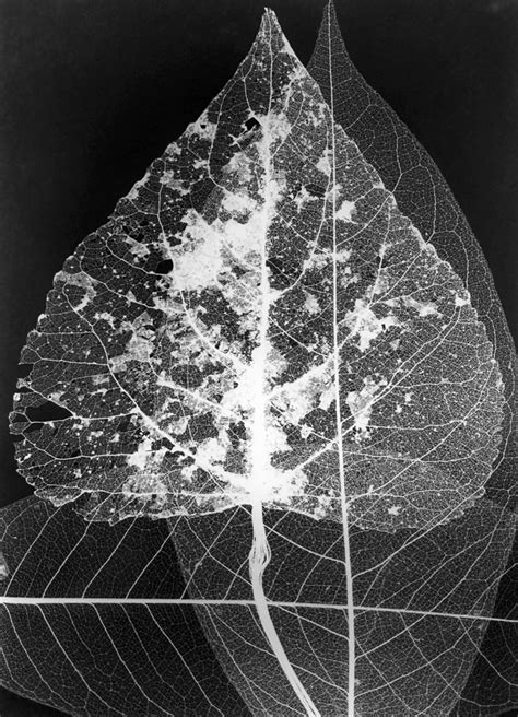 Last Picture Show — Imogen Cunningham Leaves 1946