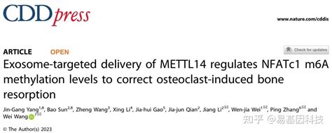 易基因： Merip Seq等从m6a Rna甲基化角度揭示nfatc1对破骨细胞的调控机制｜研究速递 知乎