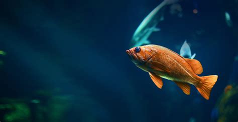 Magento Erp Integration Magento Showcases Staylime