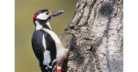 Кълвачи крият 317 кг жълъди в комин на къща