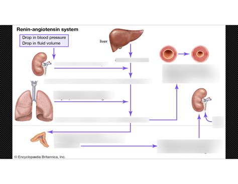 Fluids Diagram Quizlet