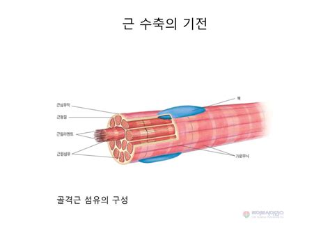 Ppt 근육계 Powerpoint Presentation Free Download Id 3761233