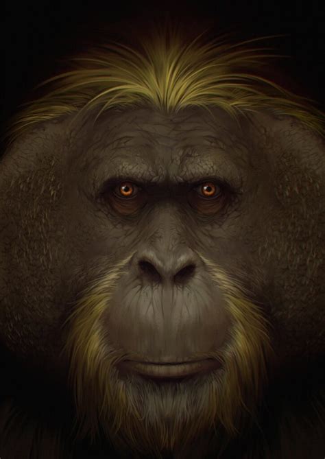 How The Largest Primate Ever Went Extinct