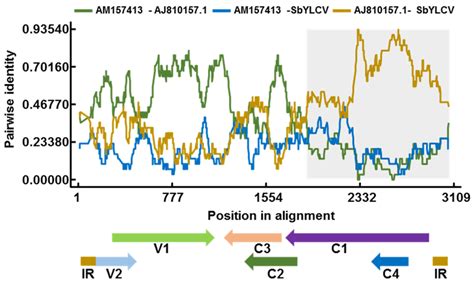 Recombination Analysis Of Sbylcv The Recombinant Event Was Detected Download Scientific