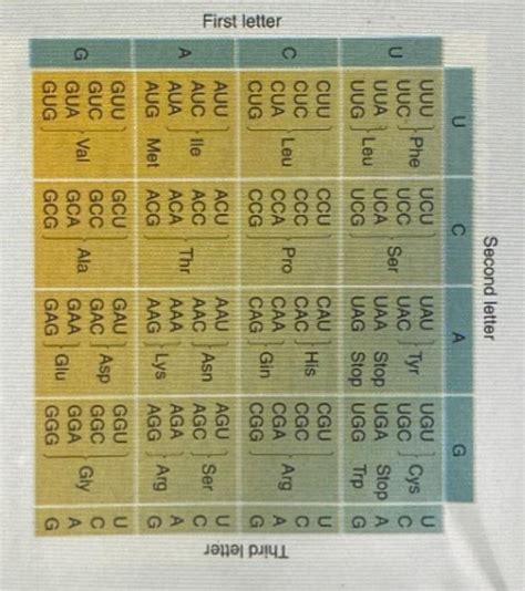 Solved Genetics Please Explain Why The Answer Is Ucc For