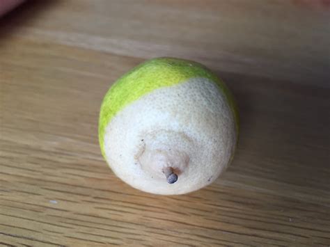 Citrus Enthusiast Common Citrus Diseases And Pests