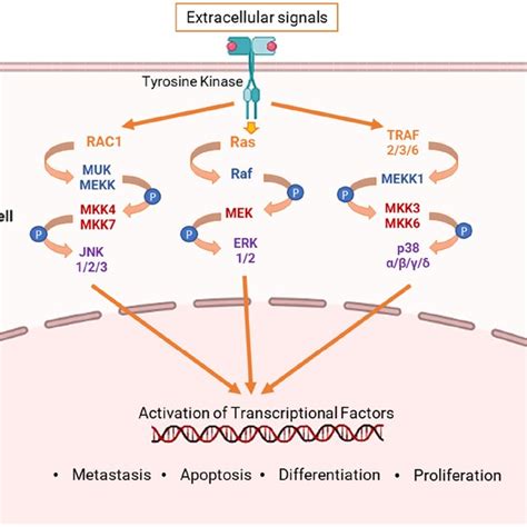 Mapk Signaling Pathways In Cancer Download Scientific Diagram