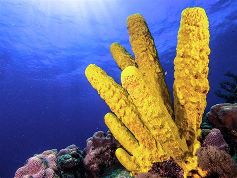 Yellow Sea Sponge