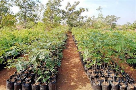 ရေနံချောင်မြို့နယ် အပူပိုင်းဒေသစိမ်းလန်းစိုပြည်ရေးဦးစီးဌာနမ