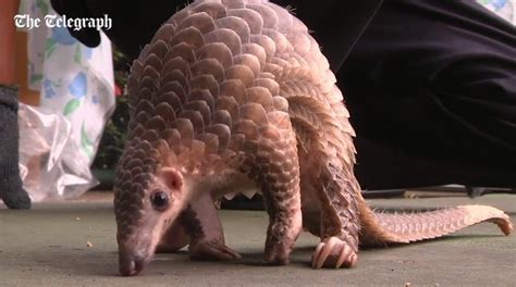 کشف بزرگترین محموله فلس مورچه خوار فیلم و عکس تسنیم