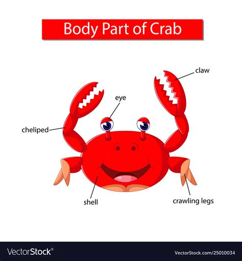 Crab Parts And Functions At Justin Pope Blog