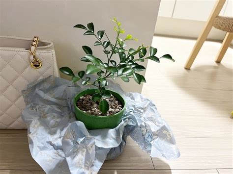 부산 덕천꽃집 나만 알고싶은 유니크한 소소꽃방 오렌지자스민 화분구매한 후기 네이버 블로그