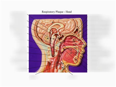 Respiratory Plaque Head Diagram Quizlet