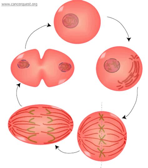 Biology Chapter 10 Diagram Quizlet