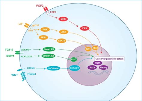 Stem Cell Signaling Pathway