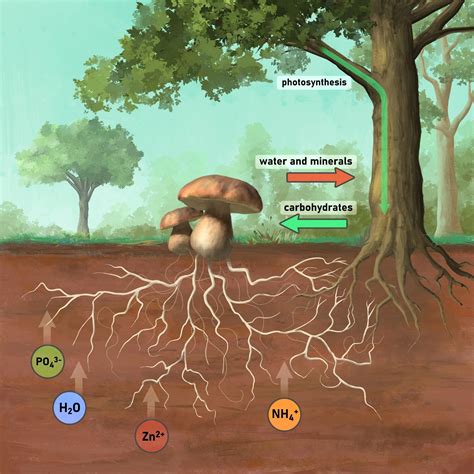 Mycorrhizal Fungi Boosting Plant Health Naturally
