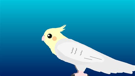 Cockatiel Pack