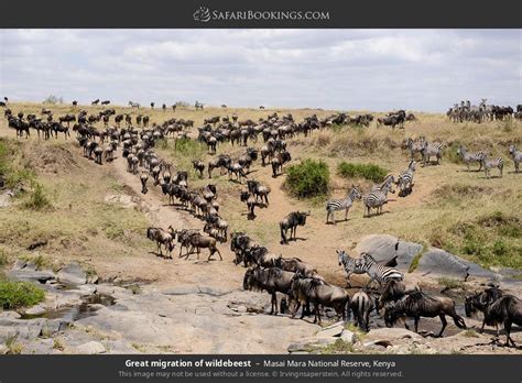 Masai Mara Photos Images And Pictures