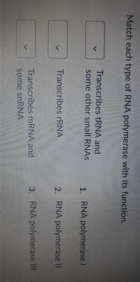 Solved Match Each Type Of RNA Polymerase With Its Function Chegg Com