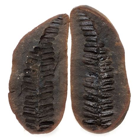 Fern Fossil Nodule The Fossil Cartel