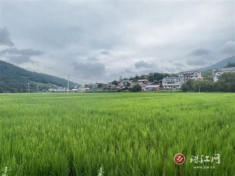 宣威市板桥街道土地整治项目：尊重土地规律，收获多重效益 曲靖珠江网