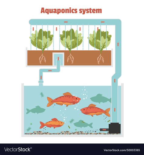 Diagram Of How The Aquaponics System Royalty Free Vector