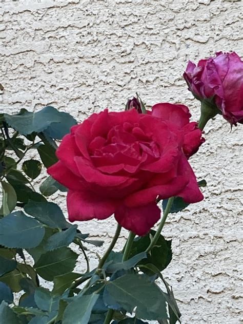 Rose Identification Help Please Rgardening Rose Identification Help Please Rgardening