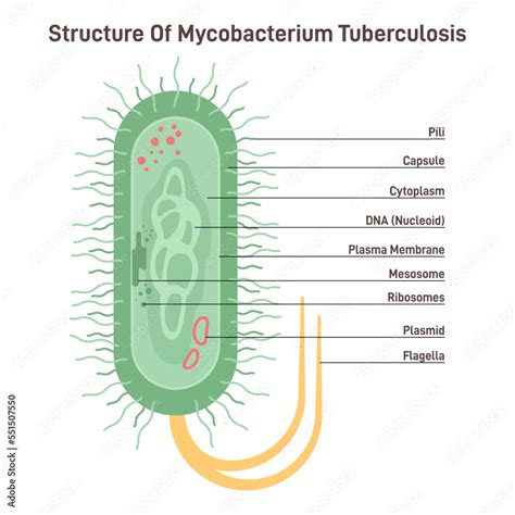 Vetor De Mycobacterium Tuberculosis Bacteria Causative Agent Of Tuberculosis Do Stock Adobe