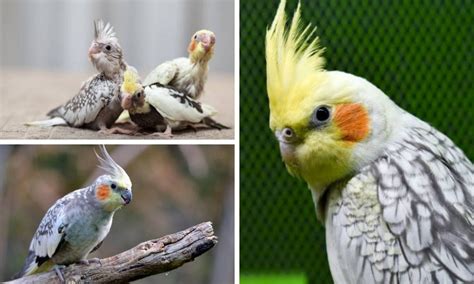 Understanding The Lutino Cockatiel A Comprehensive Guide
