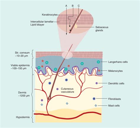 The Skin Structure And Penetration Pathways A Transcellular B Download Scientific Diagram